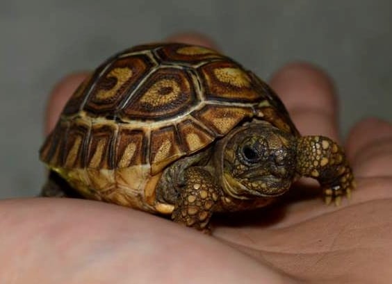 La tortue de compagnie, nos astuces pour en prendre soin